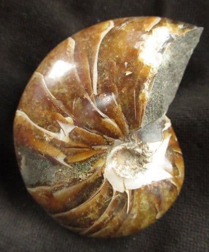 POLISHED NAUTILUS FROM THE CRETACEOUS OF MADAGASCAR