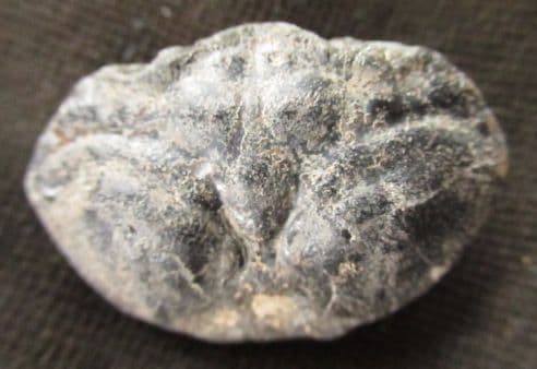PORTUNITES STINTONI - LONDON CLAY SHEPPEY