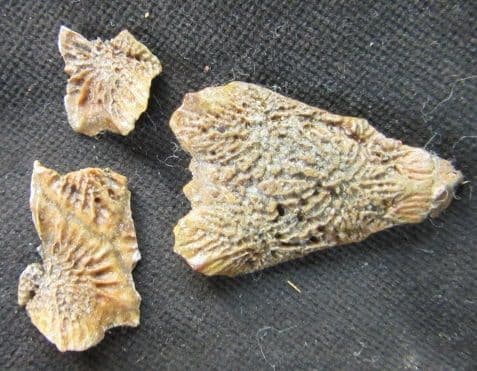 PRIONOTUS ROBBIN FISH REMAINS - PLEISTOCENE FLORIDA