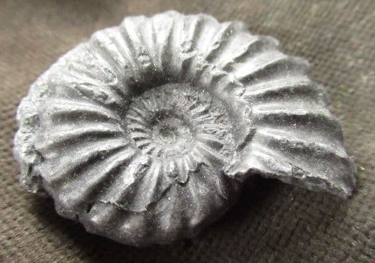 PROLYELLICERAS PRORSOCURVATUM - CRETACEOUS PERU