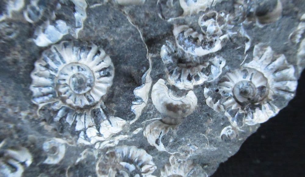 PROMICROCERAS WITH ORIGINAL WHITE SHELL PRESERVED - JURASSIC MARSTON MAGNA SOMERSET