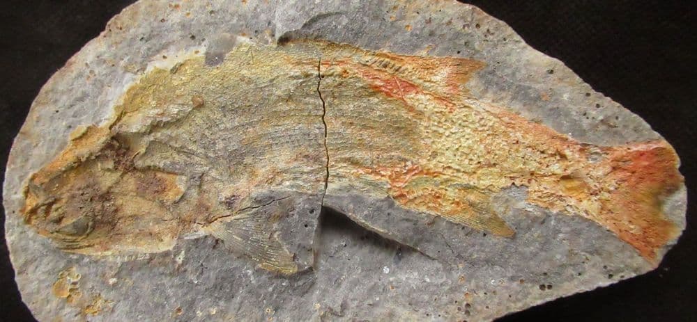 PTERONISCULUS CITATROSUS - A FISH FROM THE LOWER TRIASSIC OF MADAGASCAR