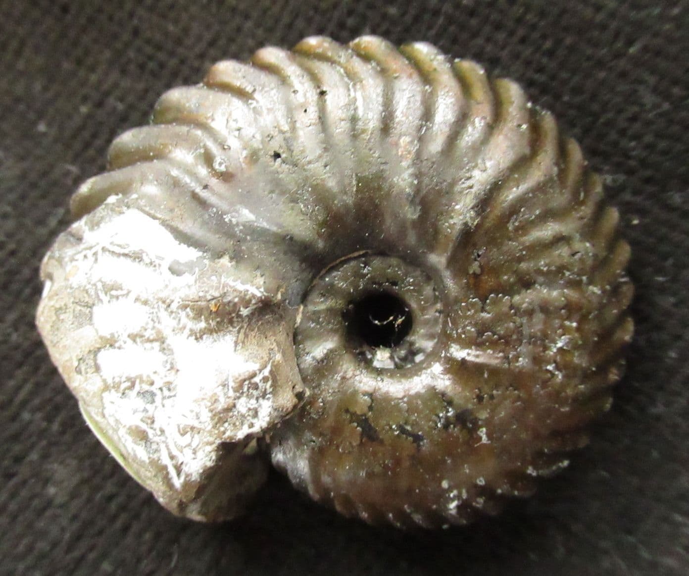 RARE ; DIMORPHOPLITES NIOBE TRANSITIONAL TO D PINAX - GAULT CLAY FOLKESTONE