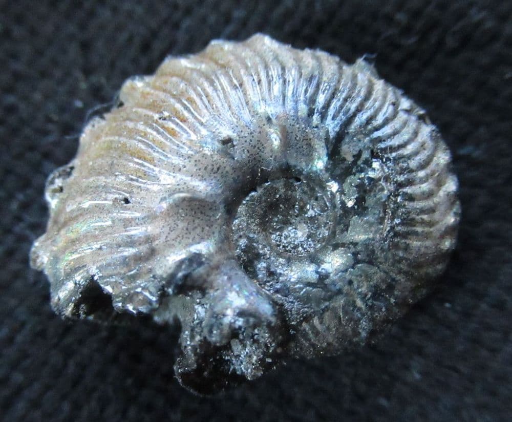 RARE GAULT CLAY AMMONITE - EUHOPLITES VULGARIS - FOLKESTONE