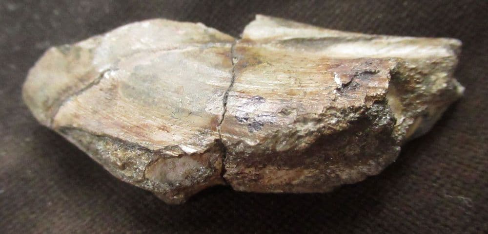RATFISH JAW SECTION - OXFORD CLAY PETERBOROUGH