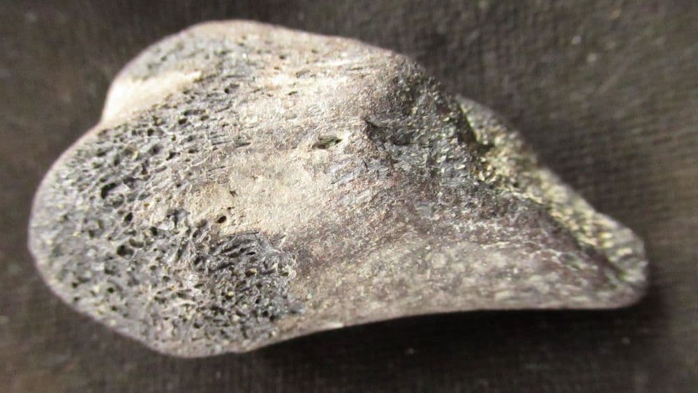 REPTILE LIMB BONE SECTION - EOCENE WEST SUSSEX