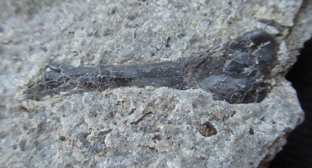REPTILE LIMB BONE - TRIASSIC GLOUCESTERSHIRE