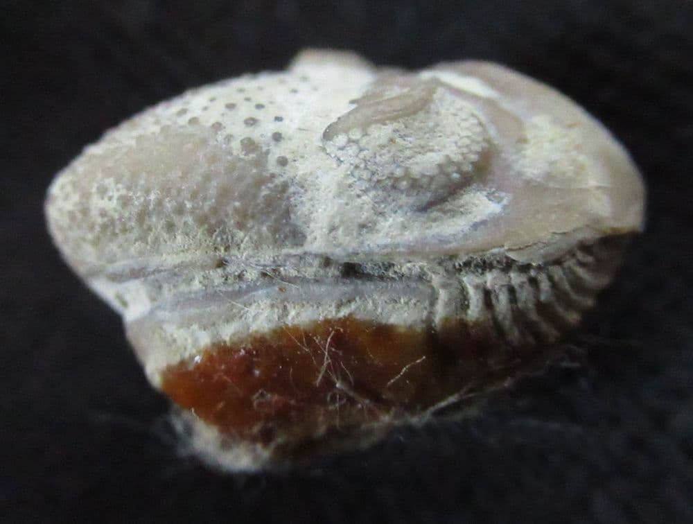 SMALL EYED FORM OF PACIPHACOPS RAYMONDI - DEVONIAN OKLAHOMA