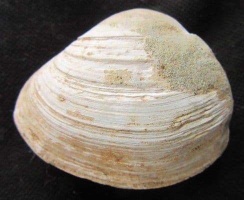 SPISULA - PLIOCENE CALIFORNIA