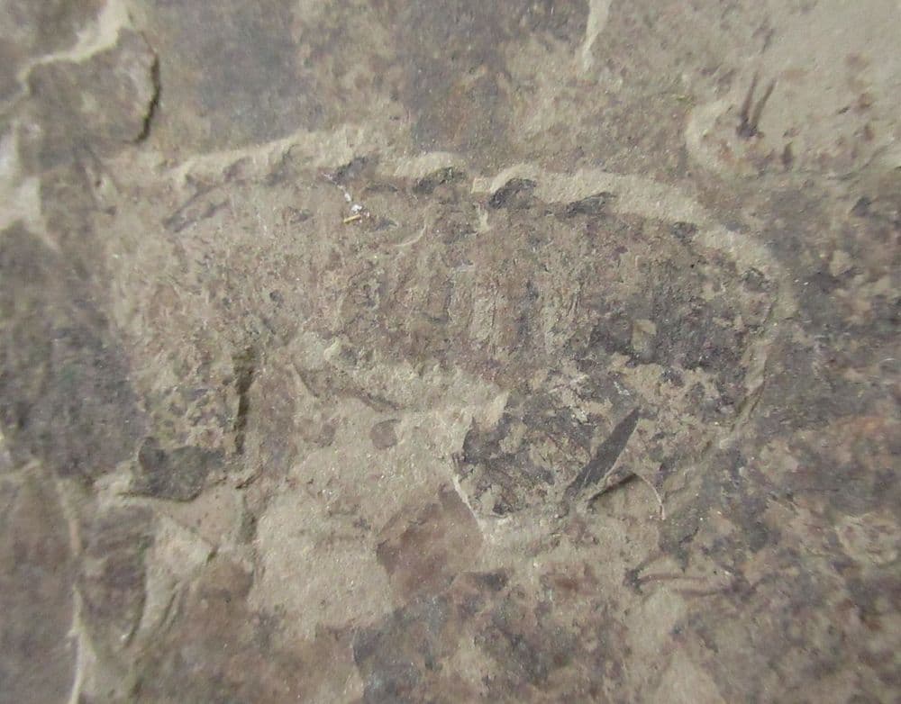 SQUIRMING MASS OF MAGGOTS - EOCENE COLORADO