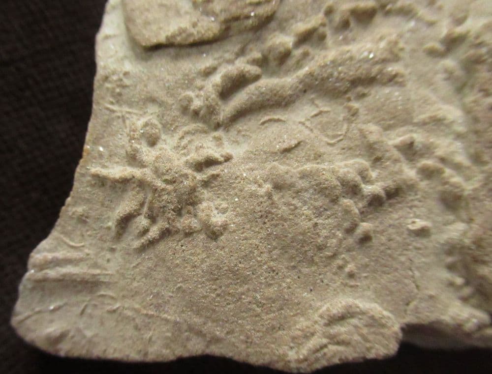 STARFISH RESTING MARKS - JURASSIC GLOUCESTERSHIRE