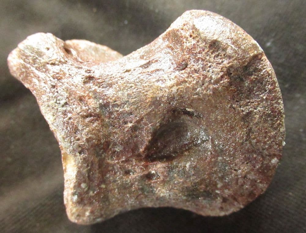 STEPPE BISON TOE BONE - PLEISTOCENE NORFOLK