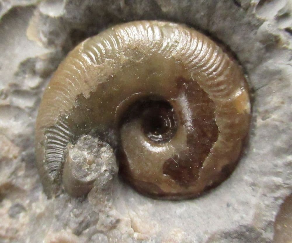SUPERB GALATICERAS JACKSONI - JURASSIC LYME REGIS