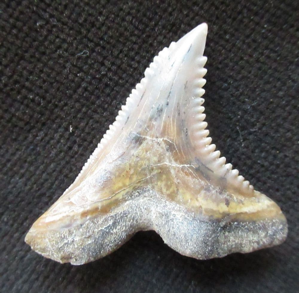 SUPERB RED SEA SHARK TOOTH - MIOCENE CALIFORNIA