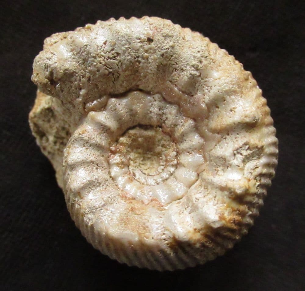 SUPERB TELOCERAS - JURASSIC DORSET