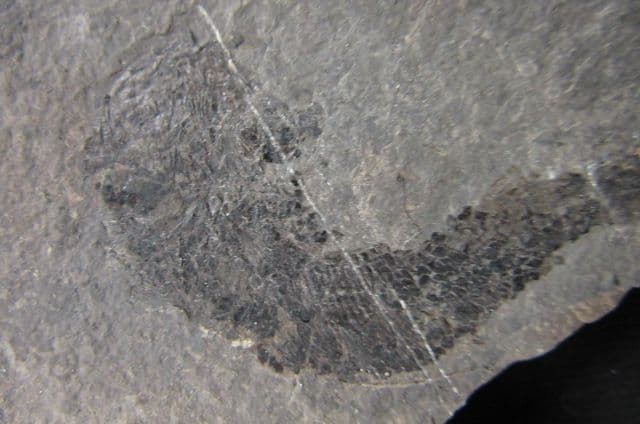 TRIASSIC FISH - AUSTRIA