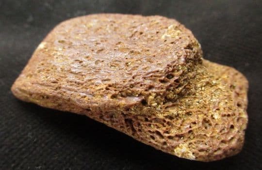 TURTLE BONE - JURASSIC OXFORDSHIRE