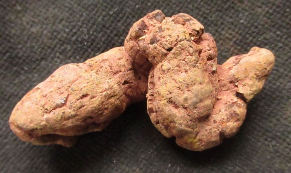 TURTLE COPROLITE FROM THE EOCENE OF MADAGASCAR