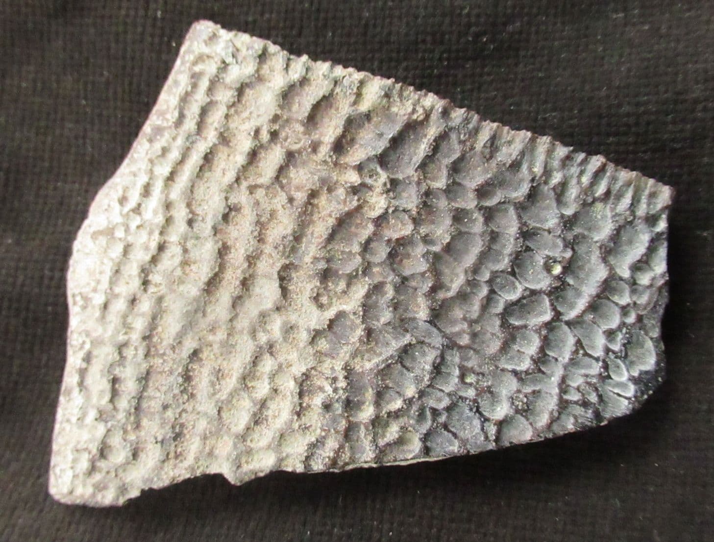 TURTLE SHELL - TRIONX CIRCUMSULCATUS - EOCENE HAMPSHIRE