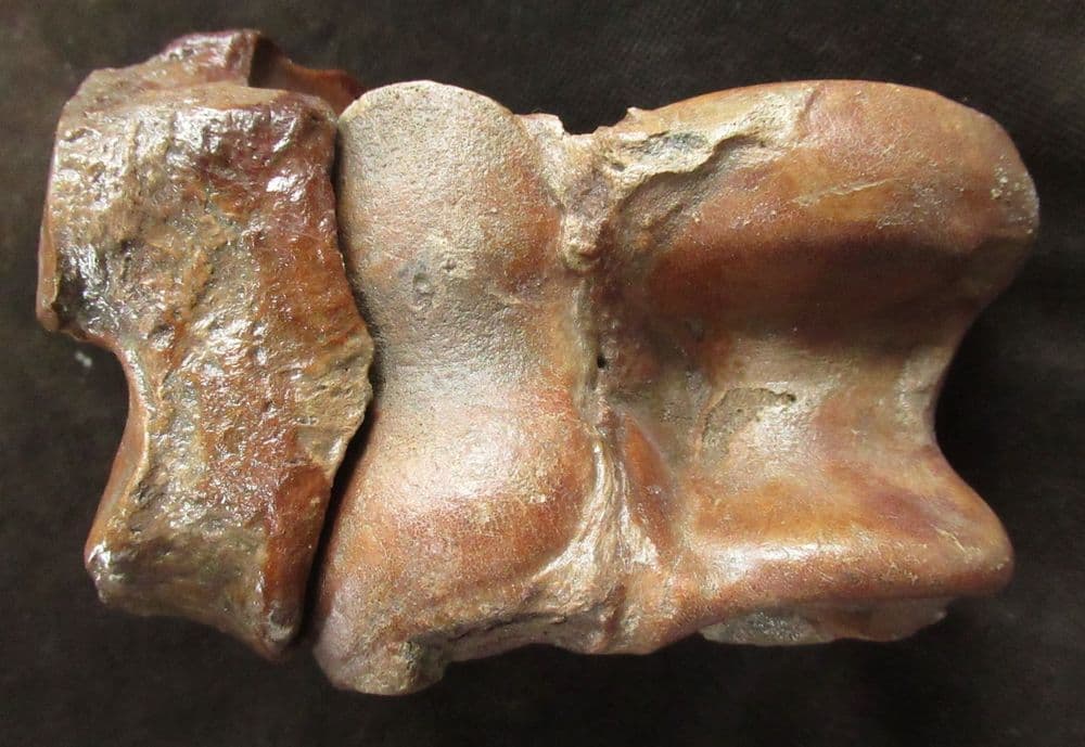 TWO BISON ANKLE BONES - PLEISTOCENE NORFOLK