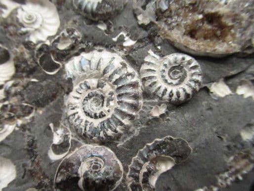 WALL OF WHITE SHELLED AMMONITES 3 SPECIES - JURASSIC SOMERSET