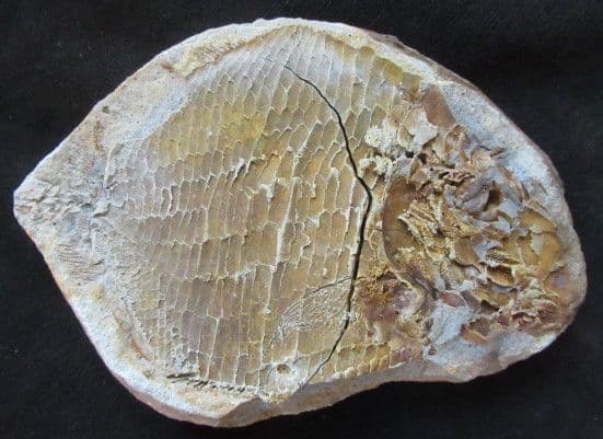 WELL PRESERVED COMPLETE FISH IN NODULE - TRIASSIC MADAGASCAR