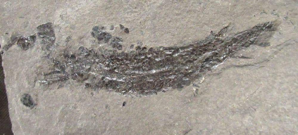 WELL PRESERVED OSTEOLEPIS PANDERI - DEVONIAN CAITHNESS