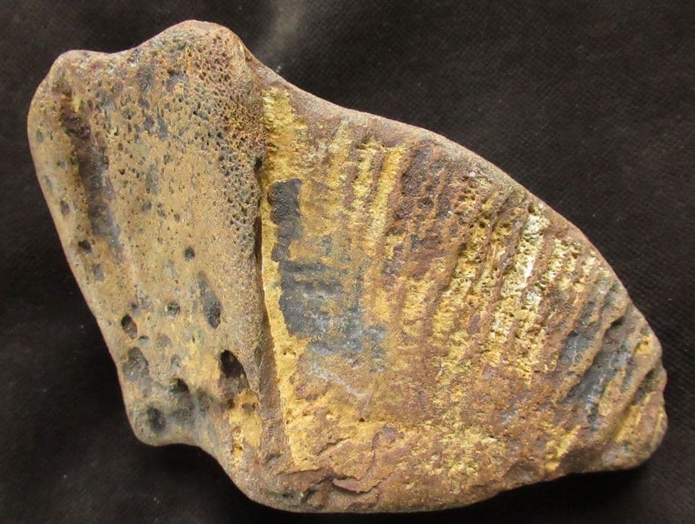 WHALE BONE - PLIOCENE RED CRAG SUFFOLK