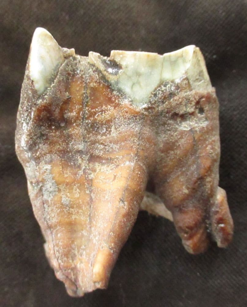 WOOLLY RHINO UPPER MOLAR - PLEISTOCENE RUSSIA