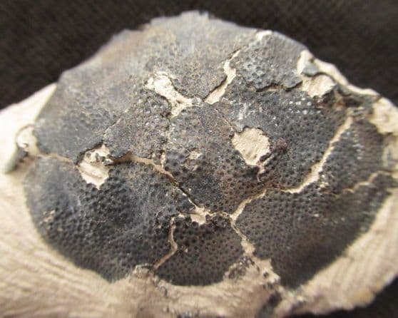 ZANTHOPSIS LEACHI - EOCENE LONDON CLAY SHEPPEY KENT