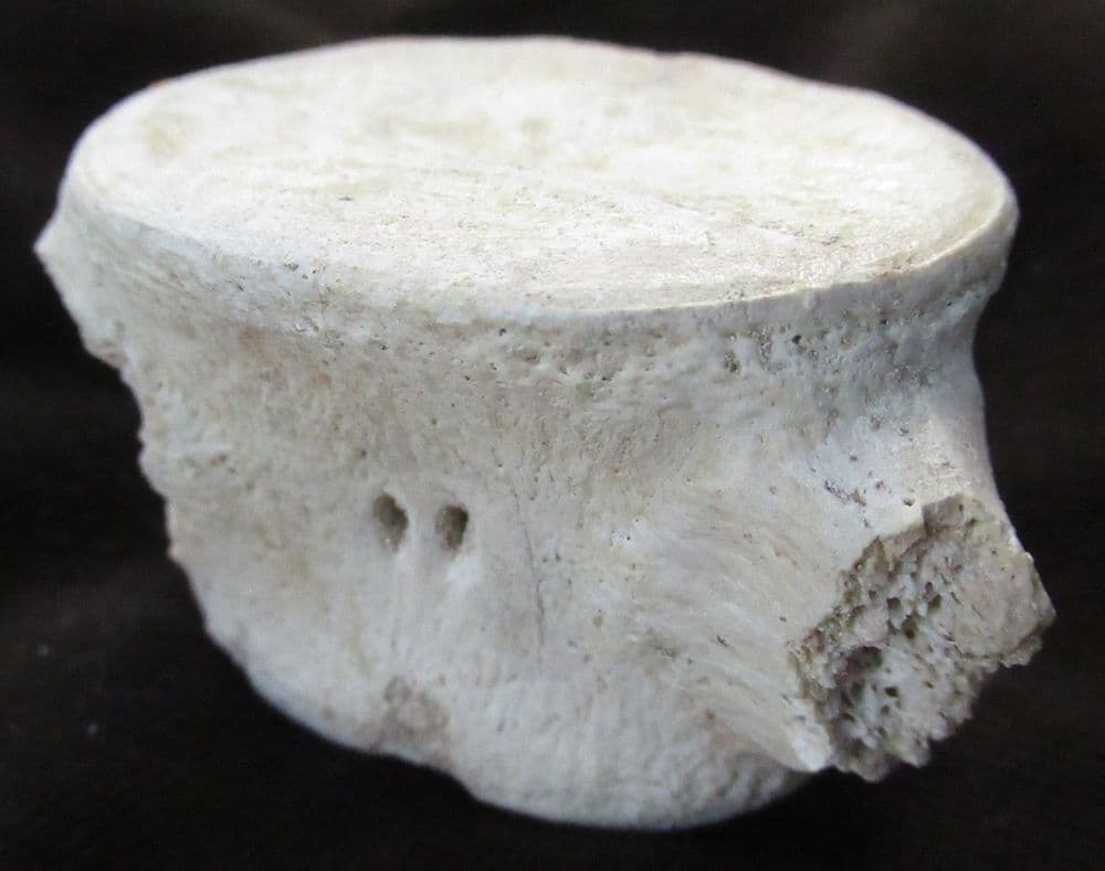 ZARAFASAURUS OCEANIS VERTEBRA - PLESIOSAUR CRETACEOUS MOROCCO