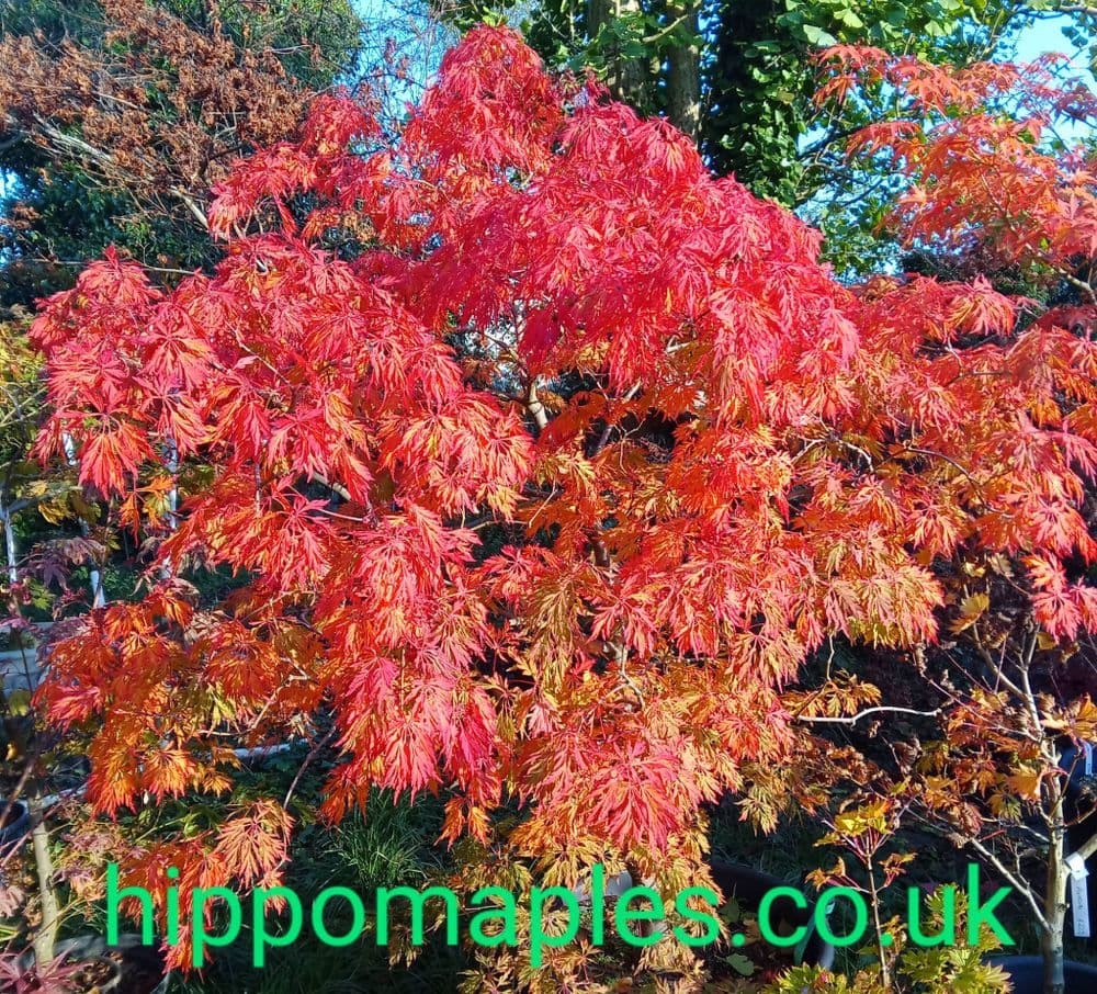 2024 Bare root 30 per tree