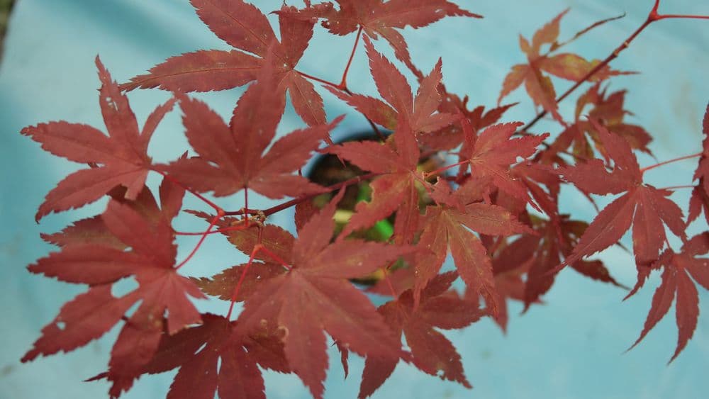 Acer palmatum Samurai sword