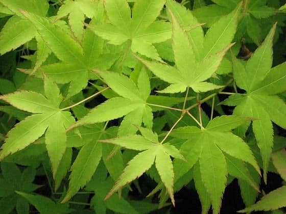 Acer palmatum Sunshine