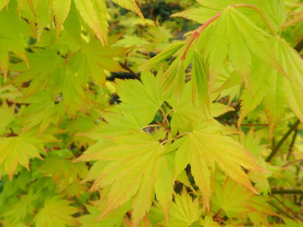 Acer shirasawanum Jordan