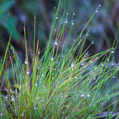 Spring Rain Fragrance Oil